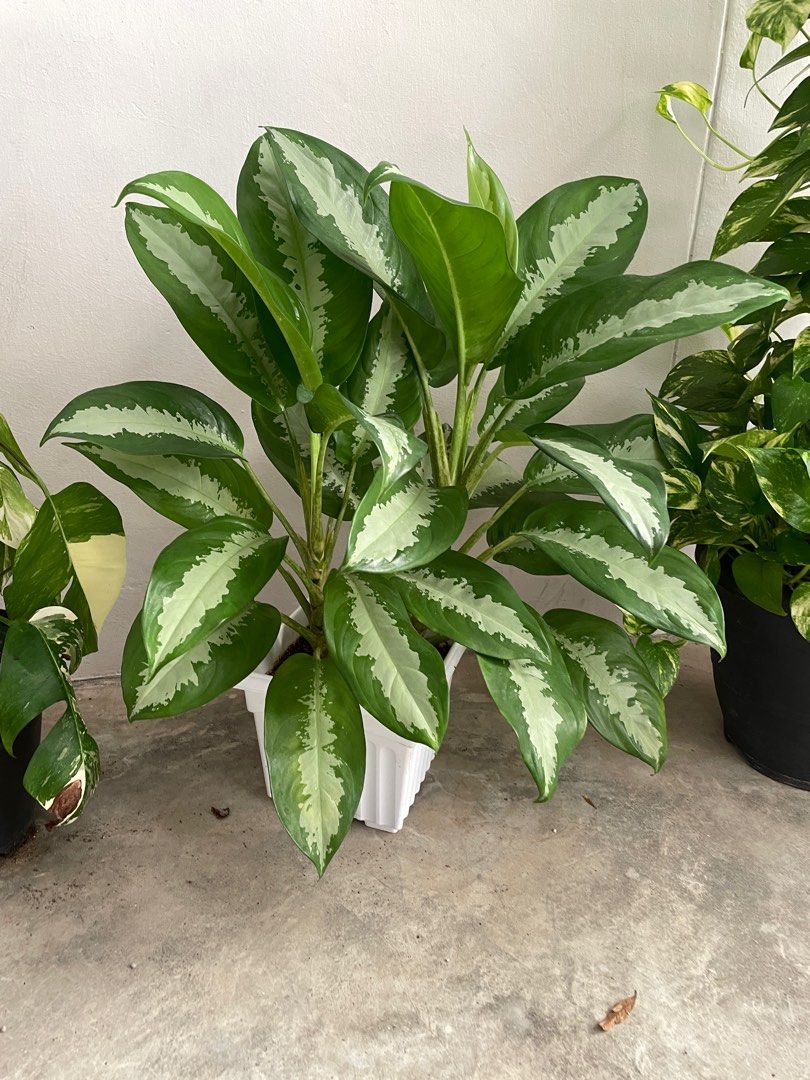 aglaonema pattaya beauty, Furniture & Home Living, Gardening, Plants ...