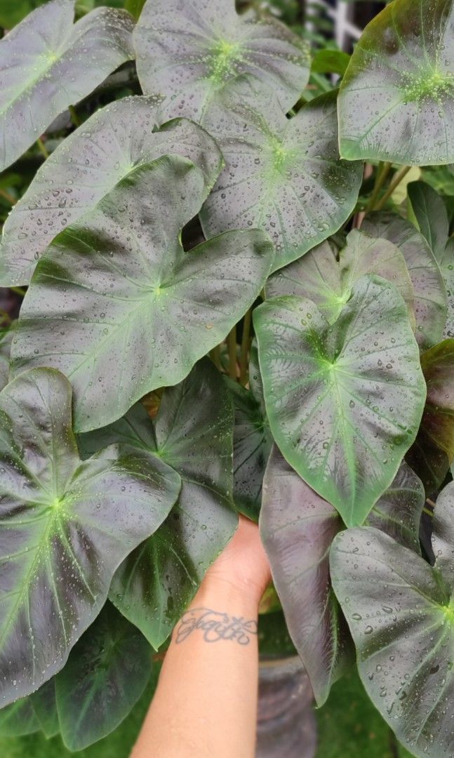 Colocasia Aloha Big and healthy, Furniture & Home Living, Gardening ...