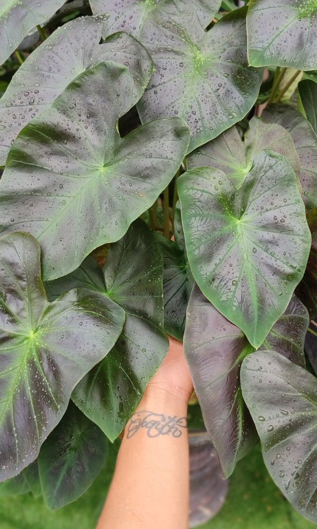 Colocasia Aloha Big and healthy, Furniture & Home Living, Gardening ...