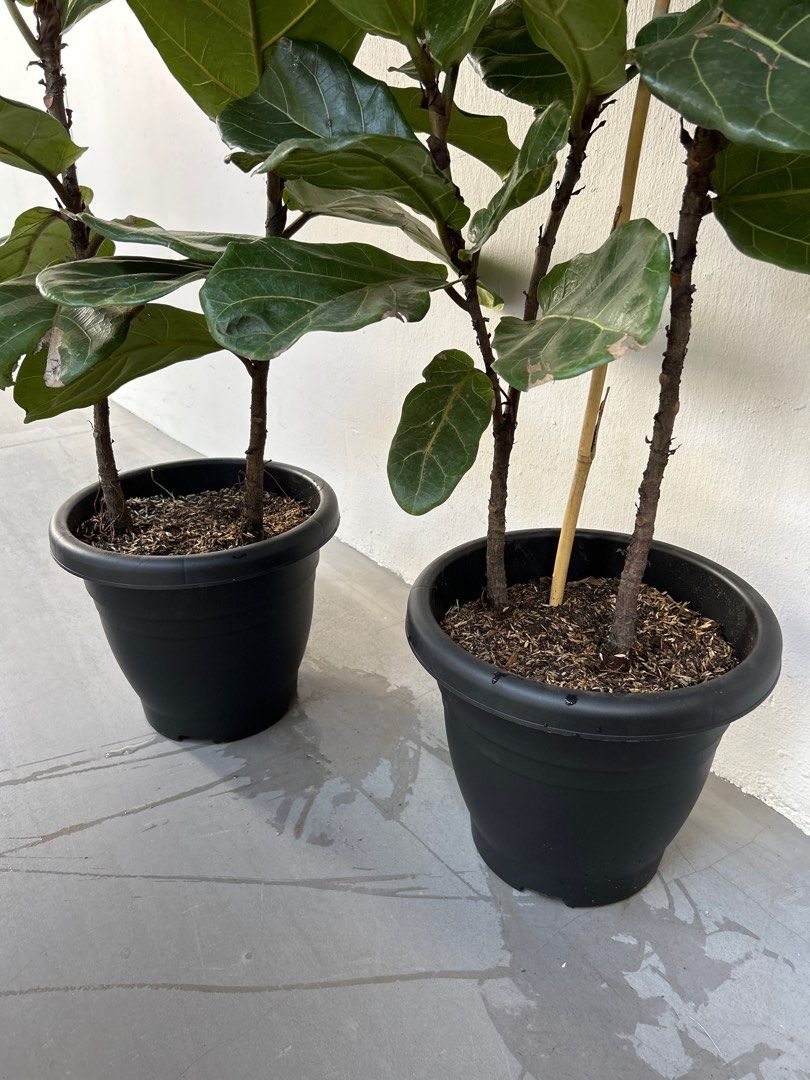 Ficus lyrata/Fiddle fig Tree 2stems 1.4m tall . $48 each, Furniture ...