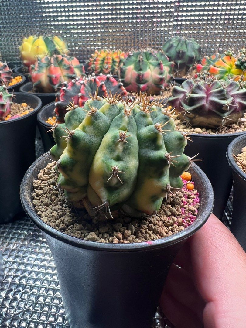 Gymno, Gymnocalycium, Furniture & Home Living, Gardening, Plants ...
