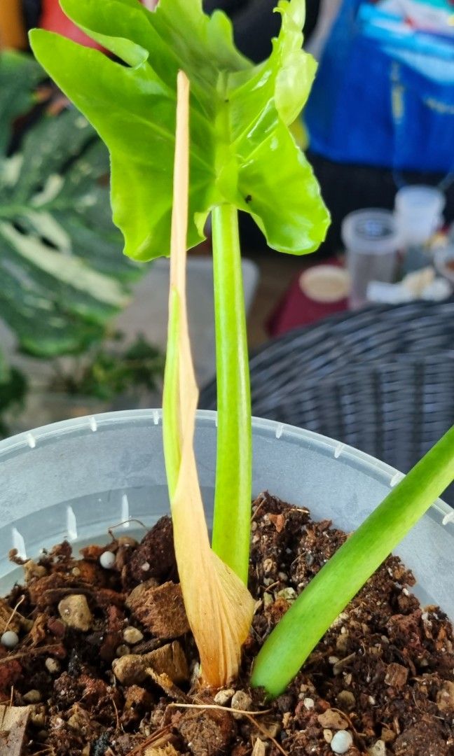 Philodendron Bob Cee Variegated, Furniture & Home Living, Gardening ...