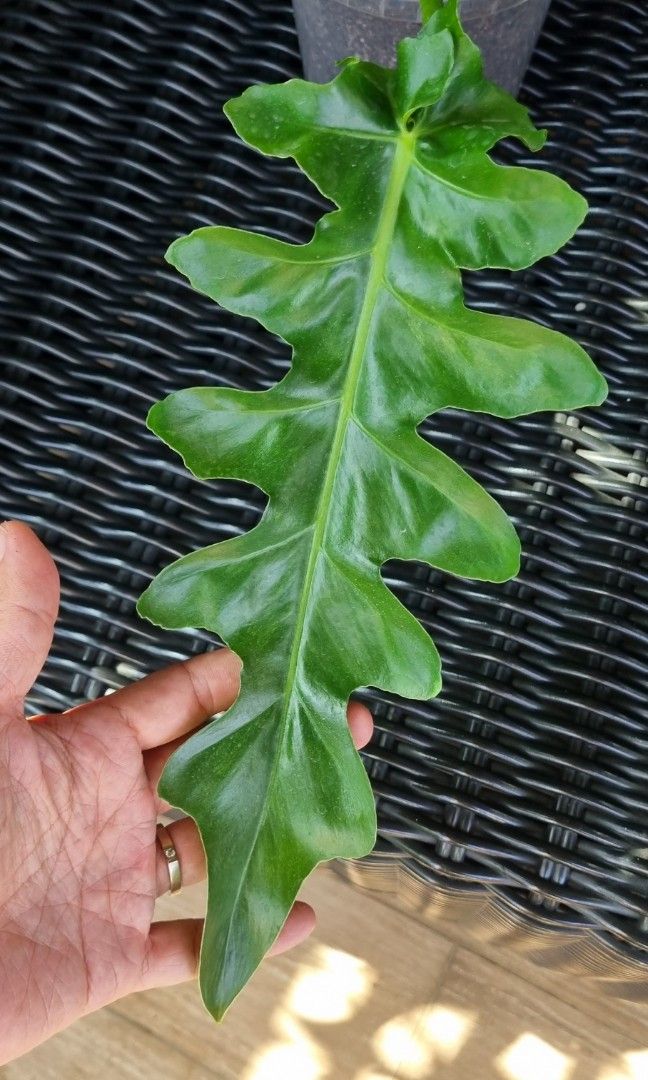 Philodendron Bob Cee Variegated, Furniture & Home Living, Gardening ...