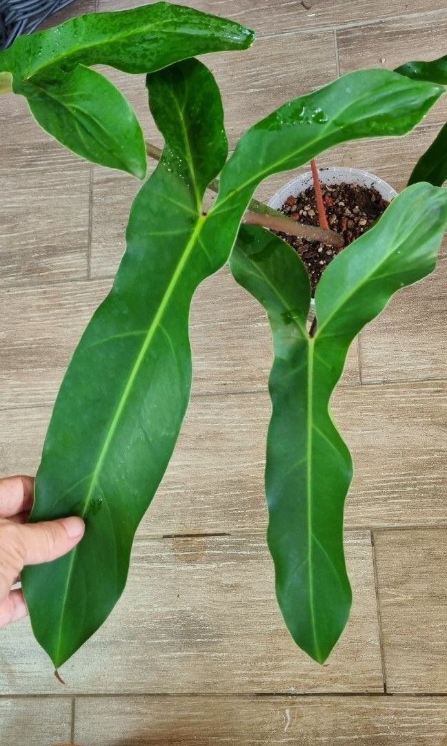 Philodendron Mexicanum, Furniture & Home Living, Gardening, Plants ...