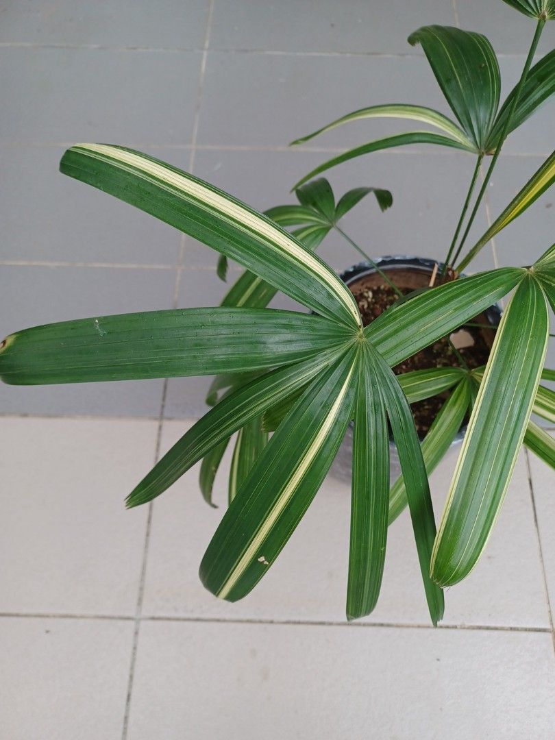 Rhapis excelsa Variegated |Variegated finger palm, Furniture & Home ...