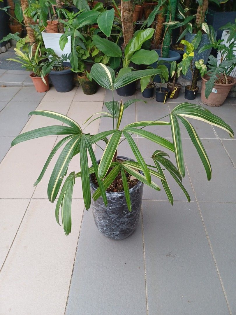 Rhapis excelsa Variegated |Variegated finger palm, Furniture & Home ...