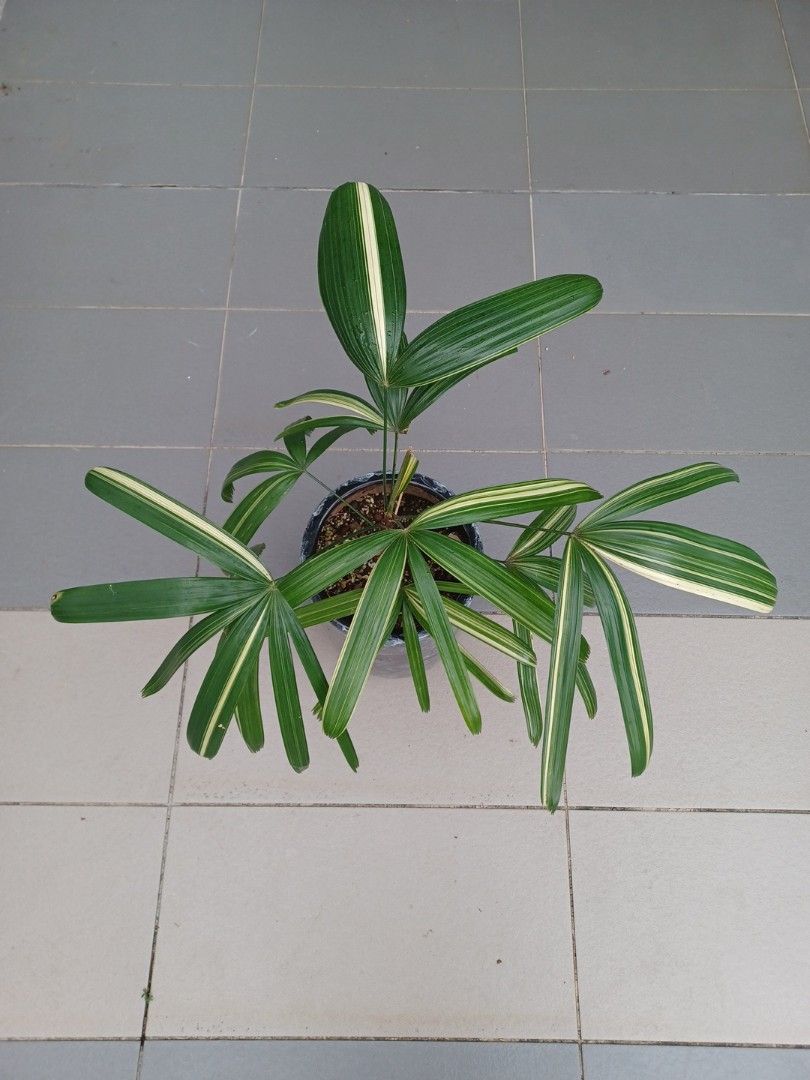 Rhapis excelsa Variegated |Variegated finger palm, Furniture & Home ...