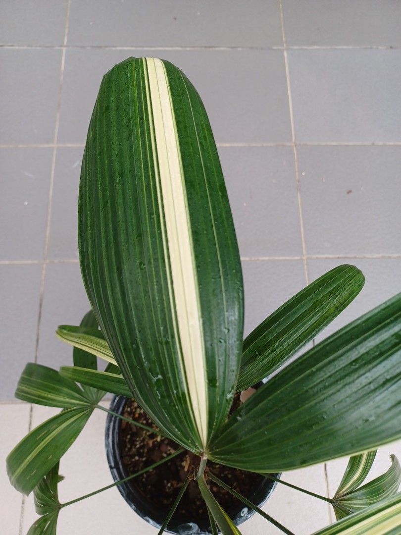 Rhapis excelsa Variegated |Variegated finger palm, Furniture & Home ...