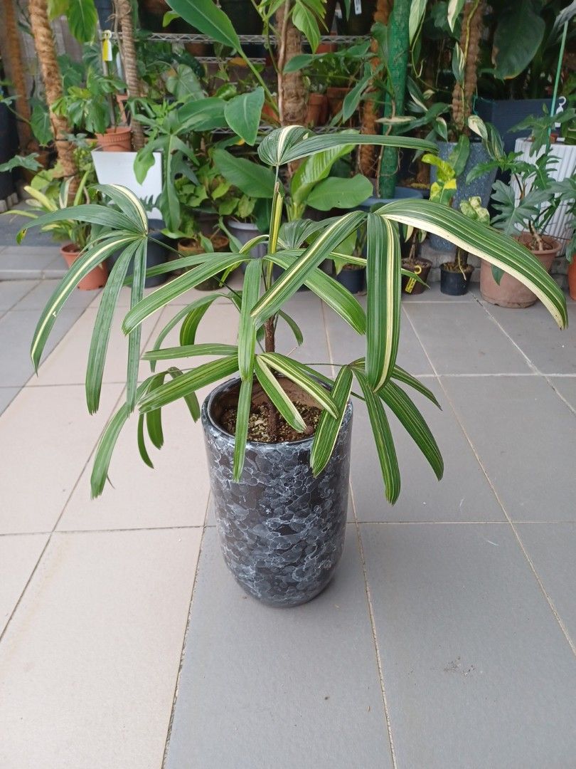 Rhapis excelsa Variegated |Variegated finger palm, Furniture & Home ...