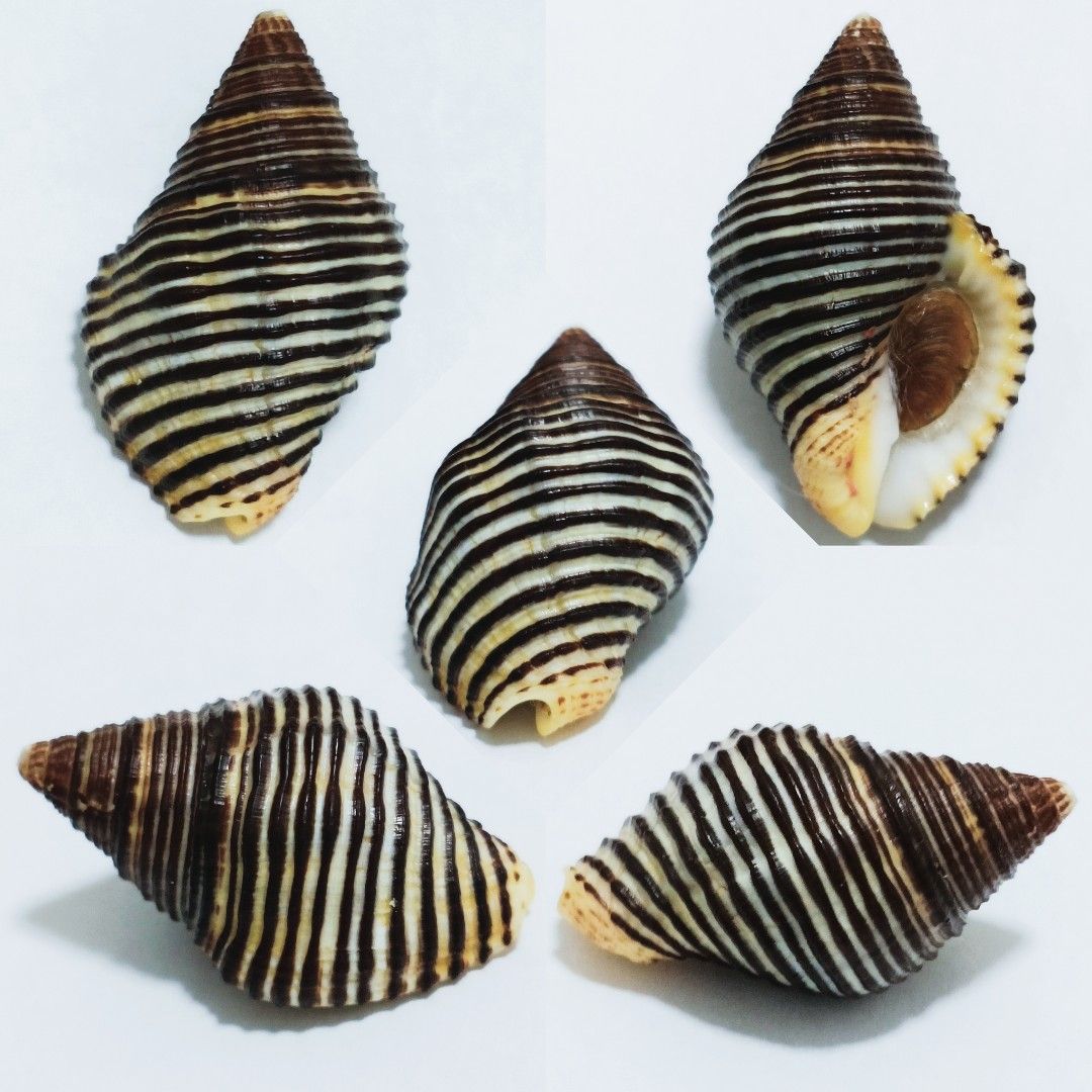 Seashell - Pollia undosa (Large and Pretty), Hobbies & Toys ...