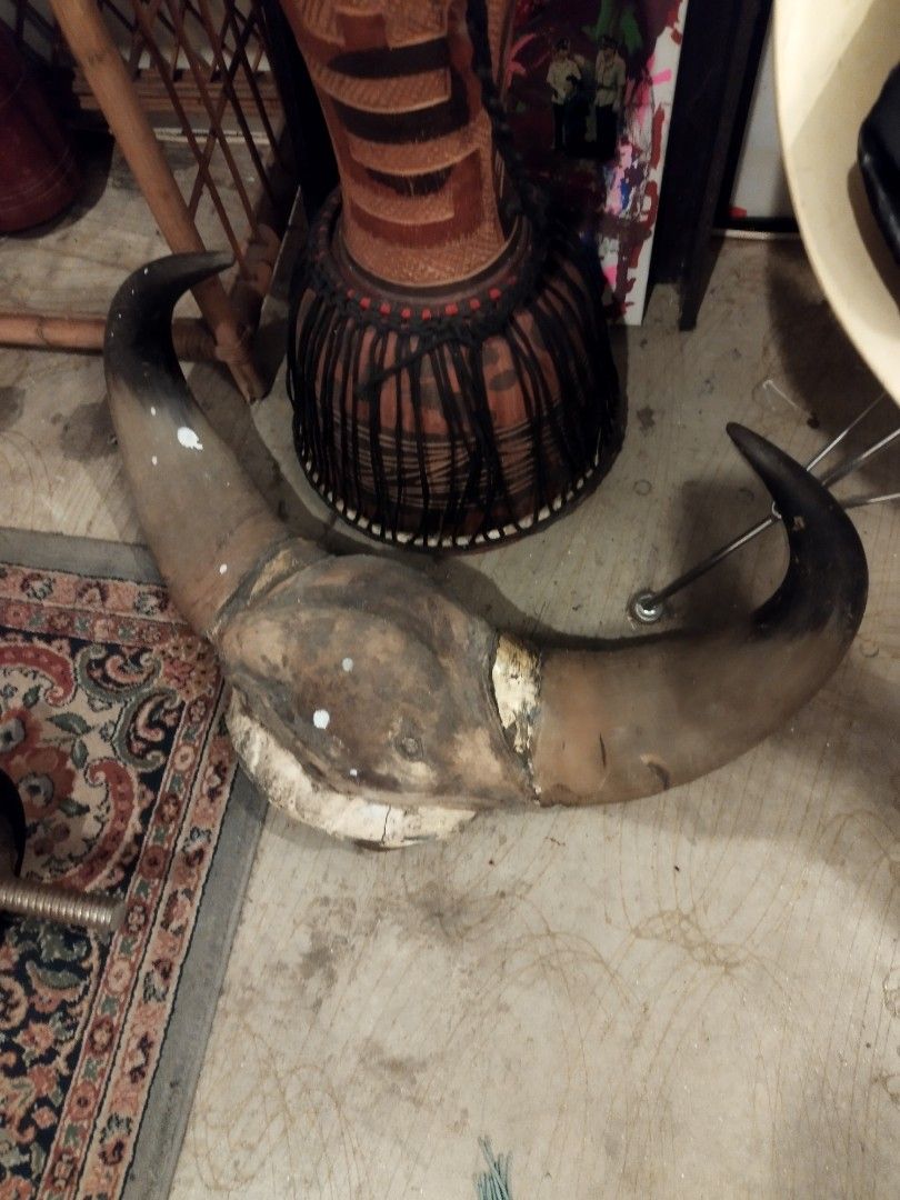 Tanduk seladang ori, Furniture & Home Living, Home Decor, Other Home ...