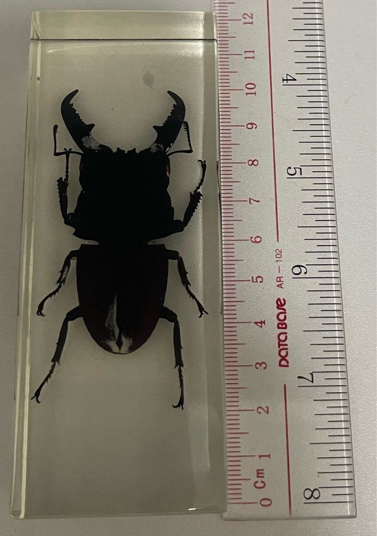 AMBOR The Insects World 甲蟲標本（鍬形蟲）, 興趣及遊戲, 玩具 & 遊戲類 - Carousell