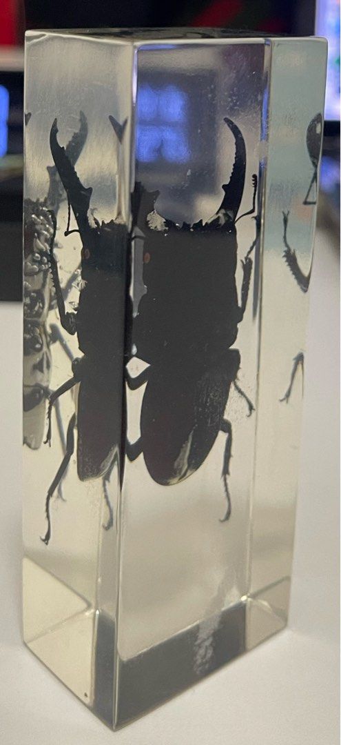 AMBOR The Insects World 甲蟲標本（鍬形蟲）, 興趣及遊戲, 玩具 & 遊戲類 - Carousell