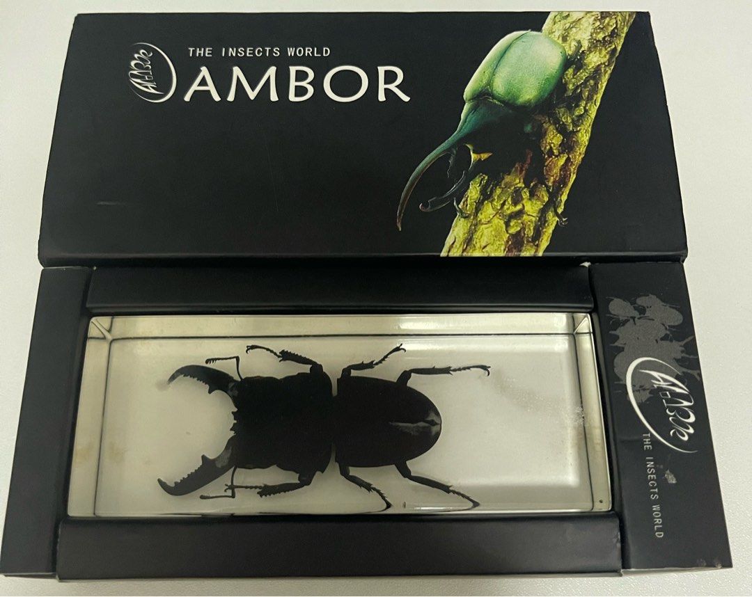 AMBOR The Insects World 甲蟲標本（鍬形蟲）, 興趣及遊戲, 玩具 & 遊戲類 - Carousell