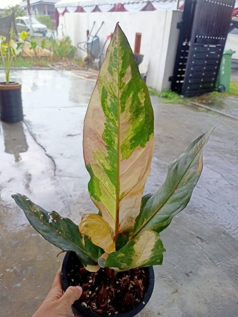 Anthurium Hookeri Renaissance Pink Variegated, Furniture & Home Living ...