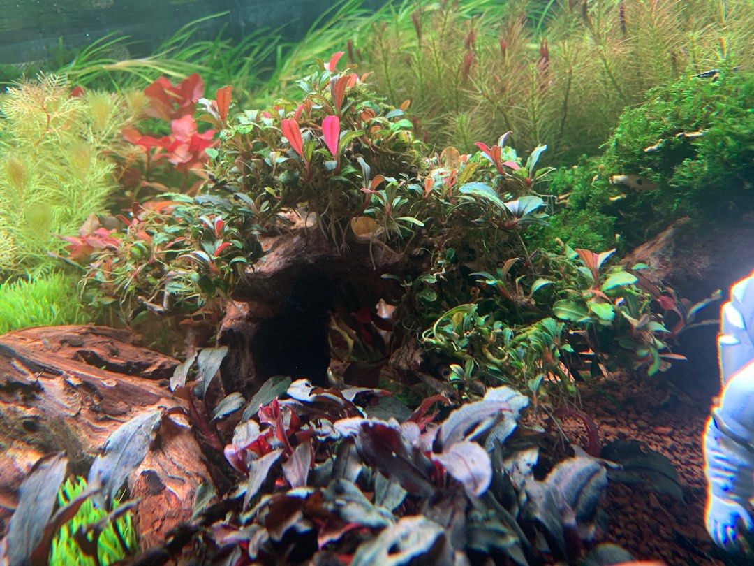 Aquatic bonsai tree (moss/buce plant), Furniture & Home Living ...