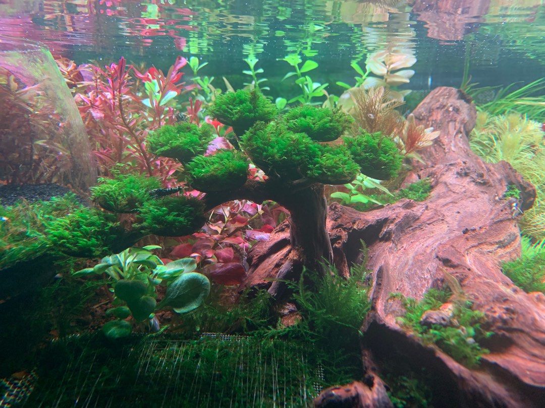 Aquatic bonsai tree (moss/buce plant), Furniture & Home Living ...
