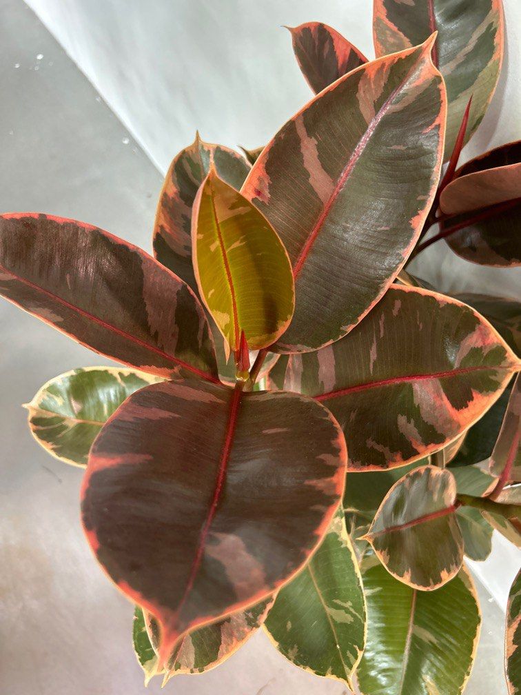 Ficus Elastica Ruby 3stems 1m tall in 31cm Pot, Furniture & Home Living ...