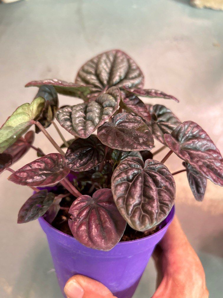 Peperomia Caperata Red $10 each, Furniture & Home Living, Gardening ...