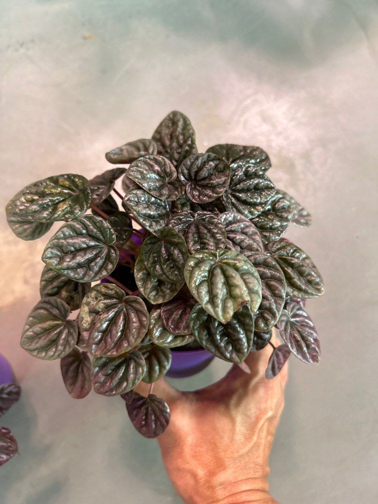 Peperomia Caperata Red $10 each, Furniture & Home Living, Gardening ...