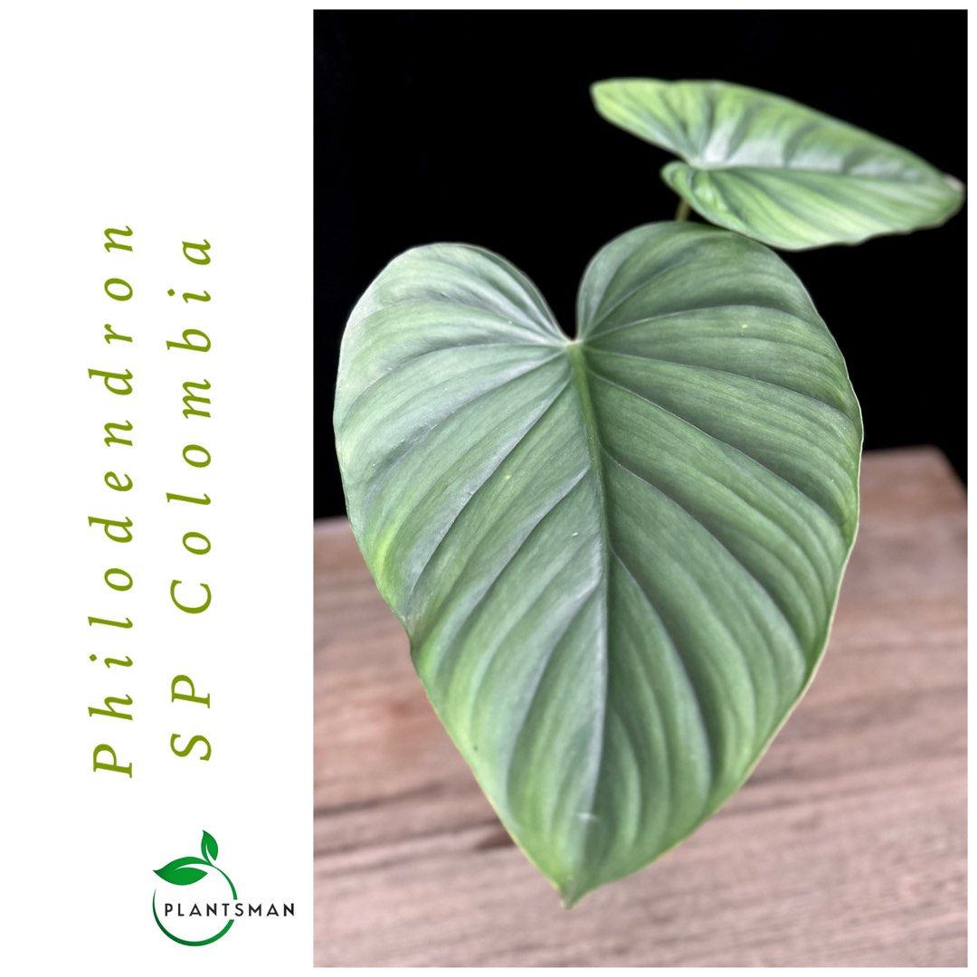 Philodendron SP Colombia, Furniture & Home Living, Gardening, Plants ...