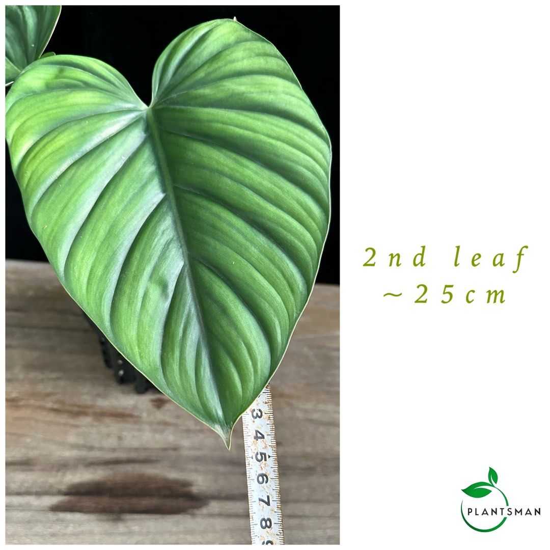 Philodendron SP Colombia, Furniture & Home Living, Gardening, Plants ...