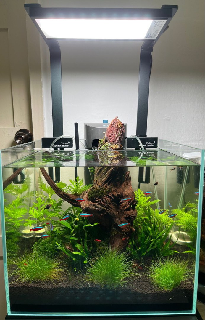 Planted Fish Tank, Pet Supplies, Homes & Other Pet Accessories on Carousell