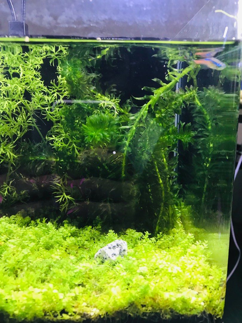 Planted fish tank set, Pet Supplies, Homes & Other Pet Accessories on ...