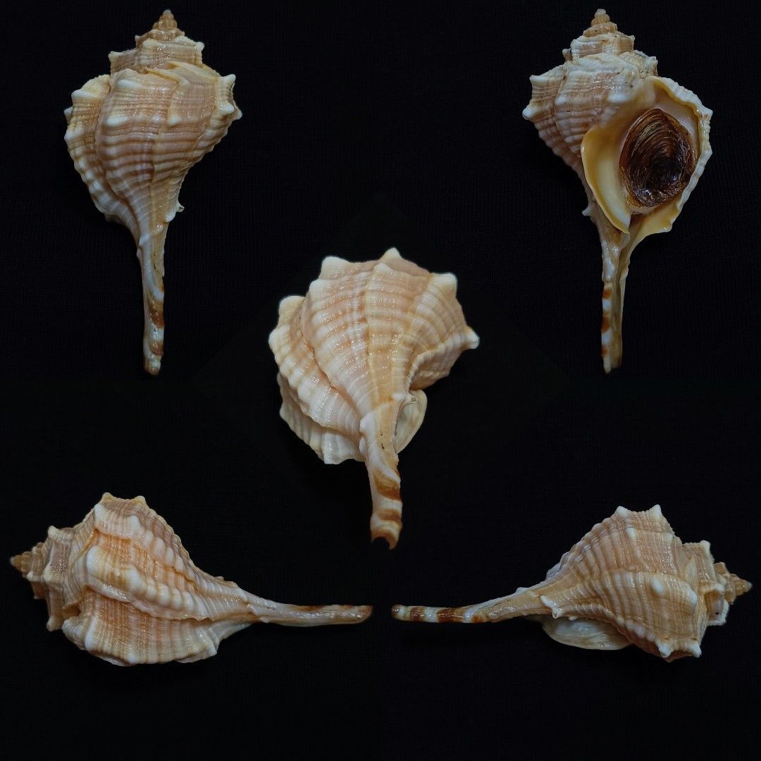 Seashell - Bolinus brandaris, Hobbies & Toys, Memorabilia ...