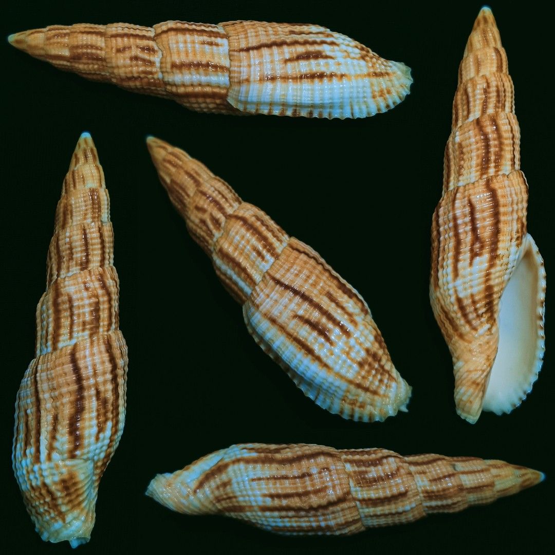 Seashell - Tessellate Miter (Huge Size), Hobbies & Toys, Memorabilia ...