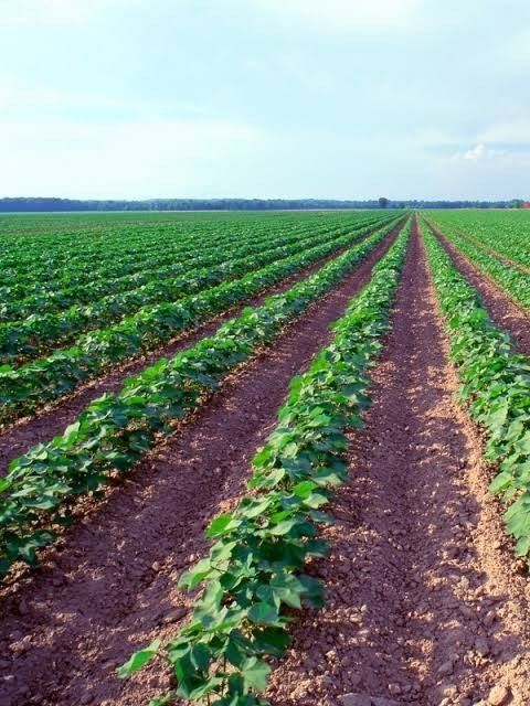 SWIRE Urea 46-0-0 nitrogen Fertilizer 5KG, Furniture & Home Living ...