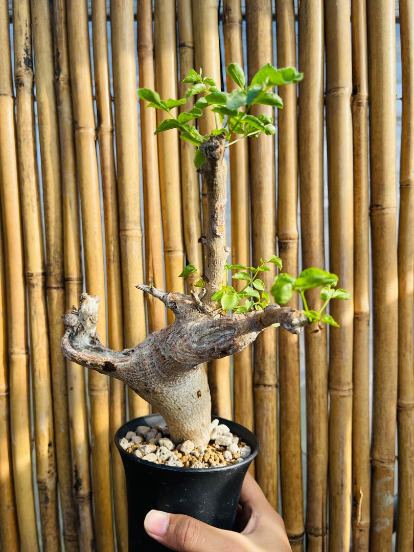 Commiphora saxicola, Furniture & Home Living, Gardening, Plants & Seeds ...