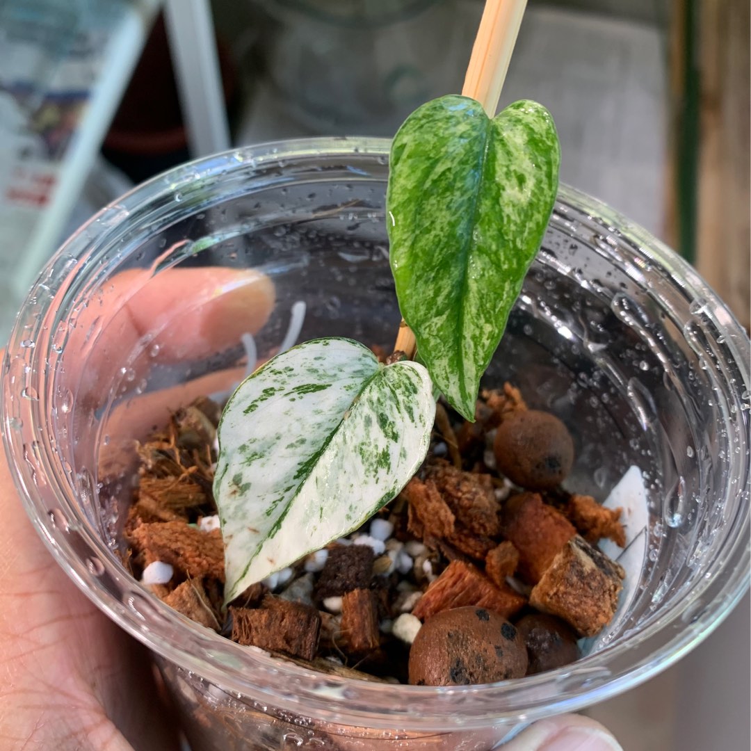 Epipremnum Cebu Blue Variegated (Contactless delivery at $12) (Self ...