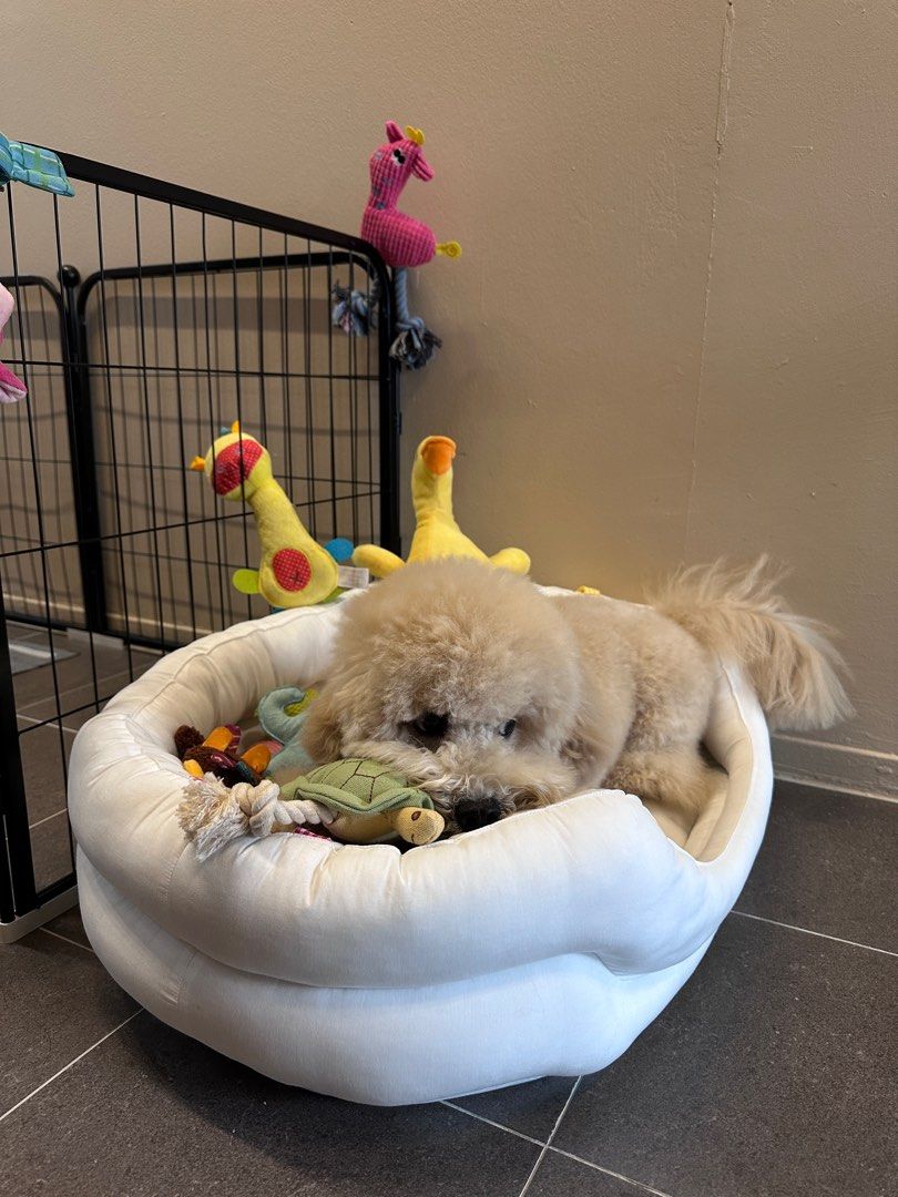 Pet groomer & assistant, Jobs, Internships & Others on Carousell