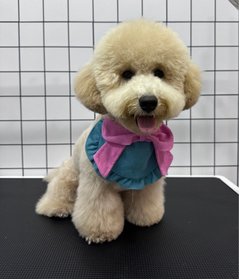 Pet groomer & assistant, Jobs, Internships & Others on Carousell