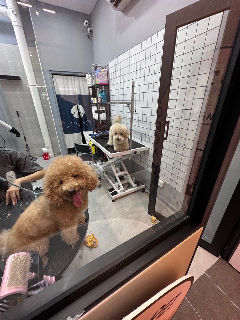 Pet groomer & assistant, Jobs, Internships & Others on Carousell