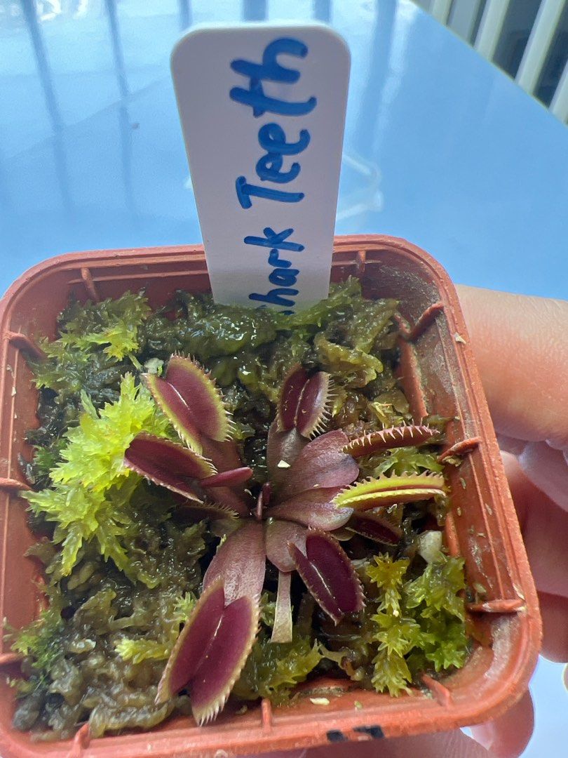 Red Shark Teeth - Carnivorous Plant: Venus Flytrap, Furniture & Home ...