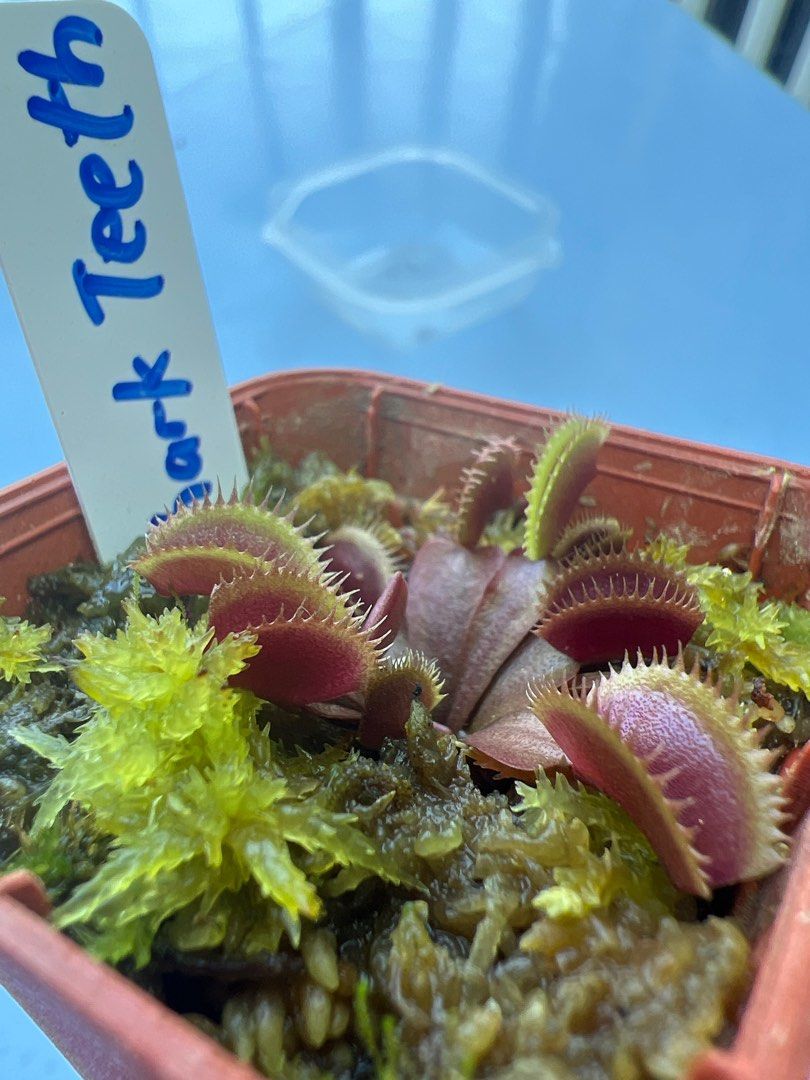 Red Shark Teeth - Carnivorous Plant: Venus Flytrap, Furniture & Home ...