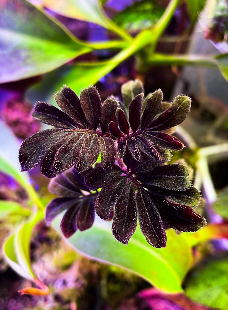 Solanum uleanum, Furniture & Home Living, Gardening, Plants & Seeds on ...