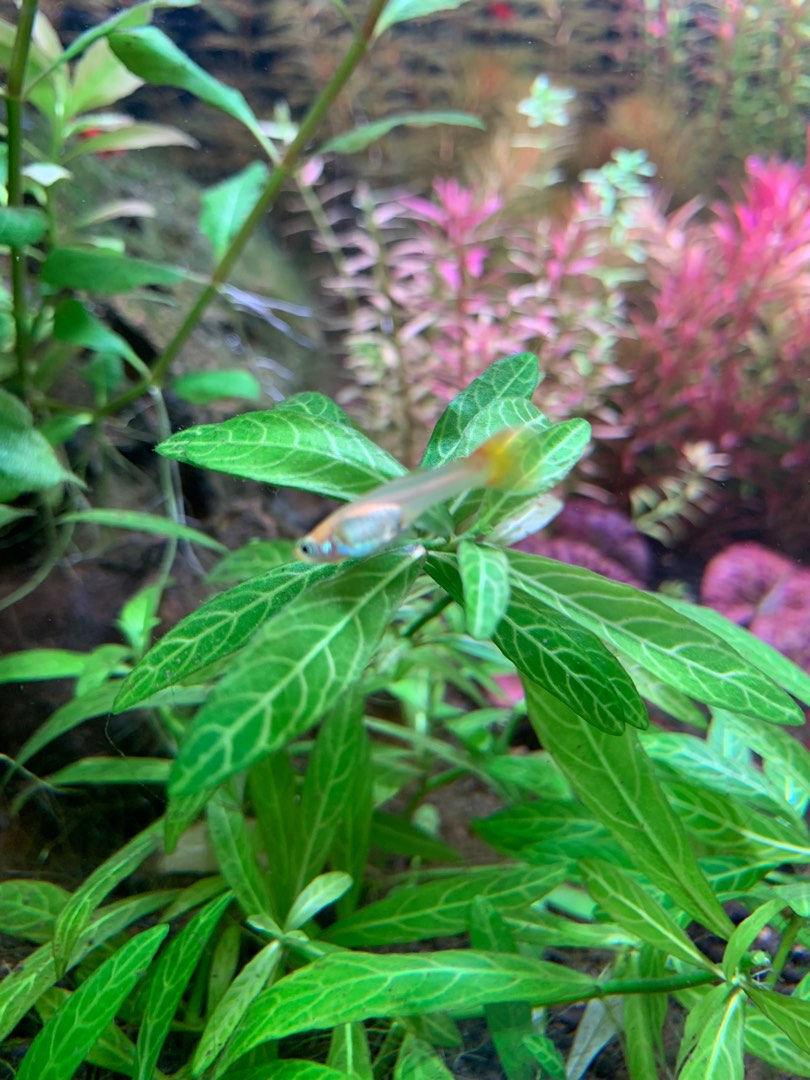 Water plant - Hygrophila Polysperma (Dwarf Hygro), Furniture & Home ...