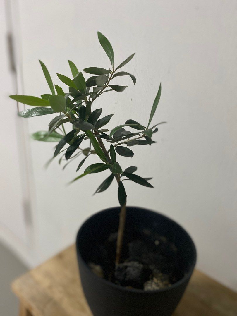 Japanese olive tree, Furniture & Home Living, Gardening, Plants & Seeds ...