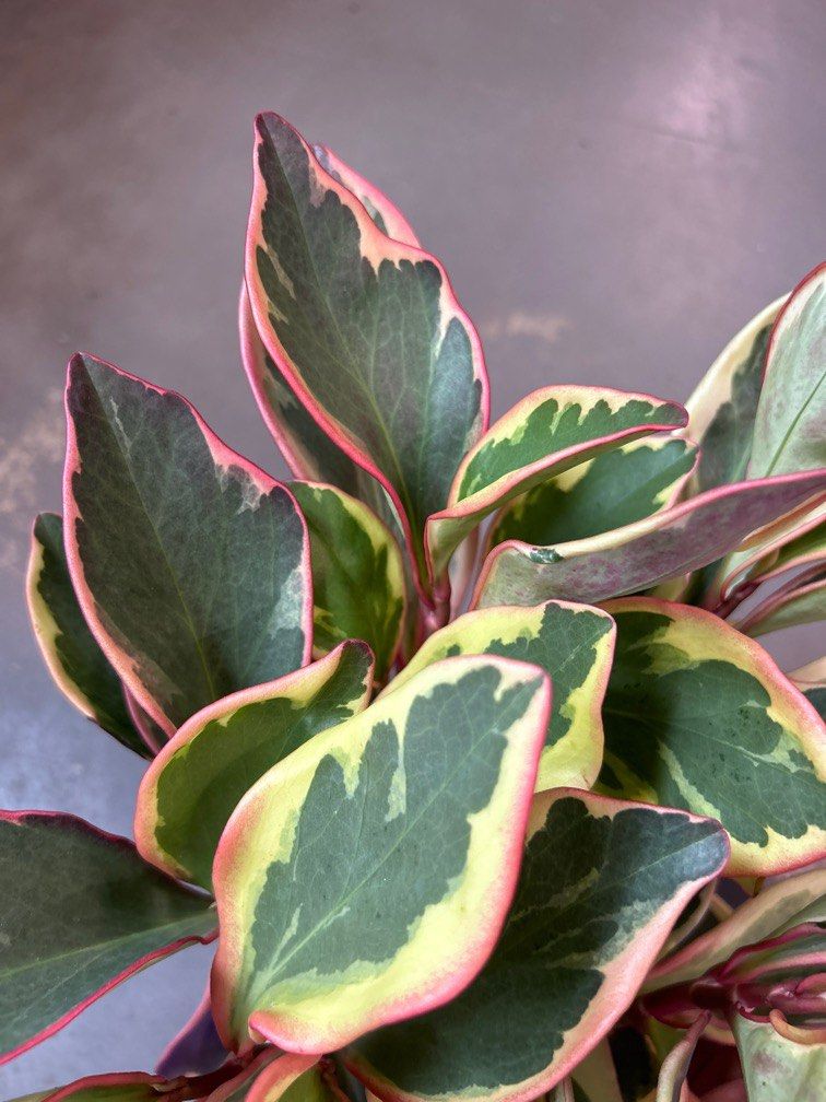 Peperomia Clusiifolia Tricolor $10 each, Furniture & Home Living ...