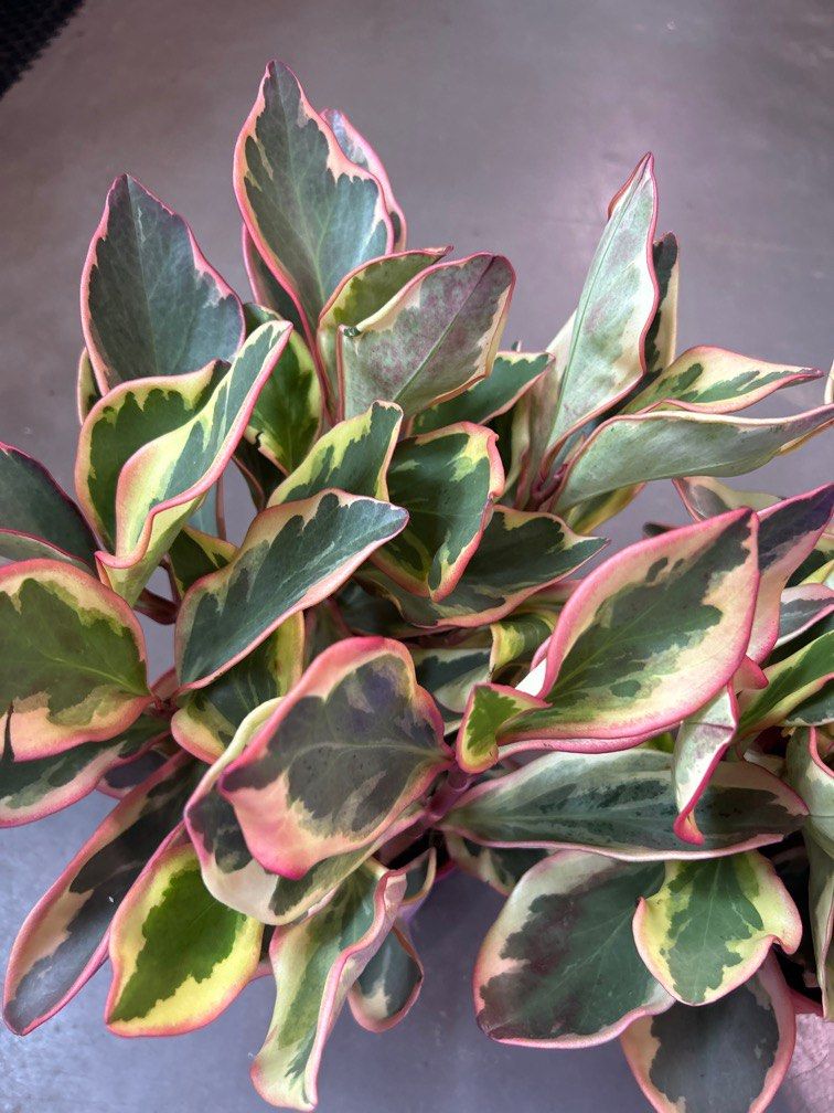 Peperomia Clusiifolia Tricolor $10 each, Furniture & Home Living ...