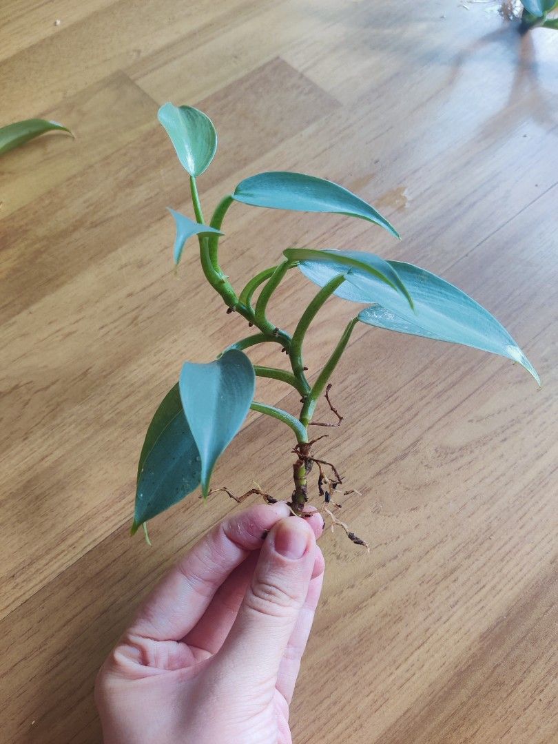 Philodendron Silver Sword, Furniture & Home Living, Gardening, Plants ...