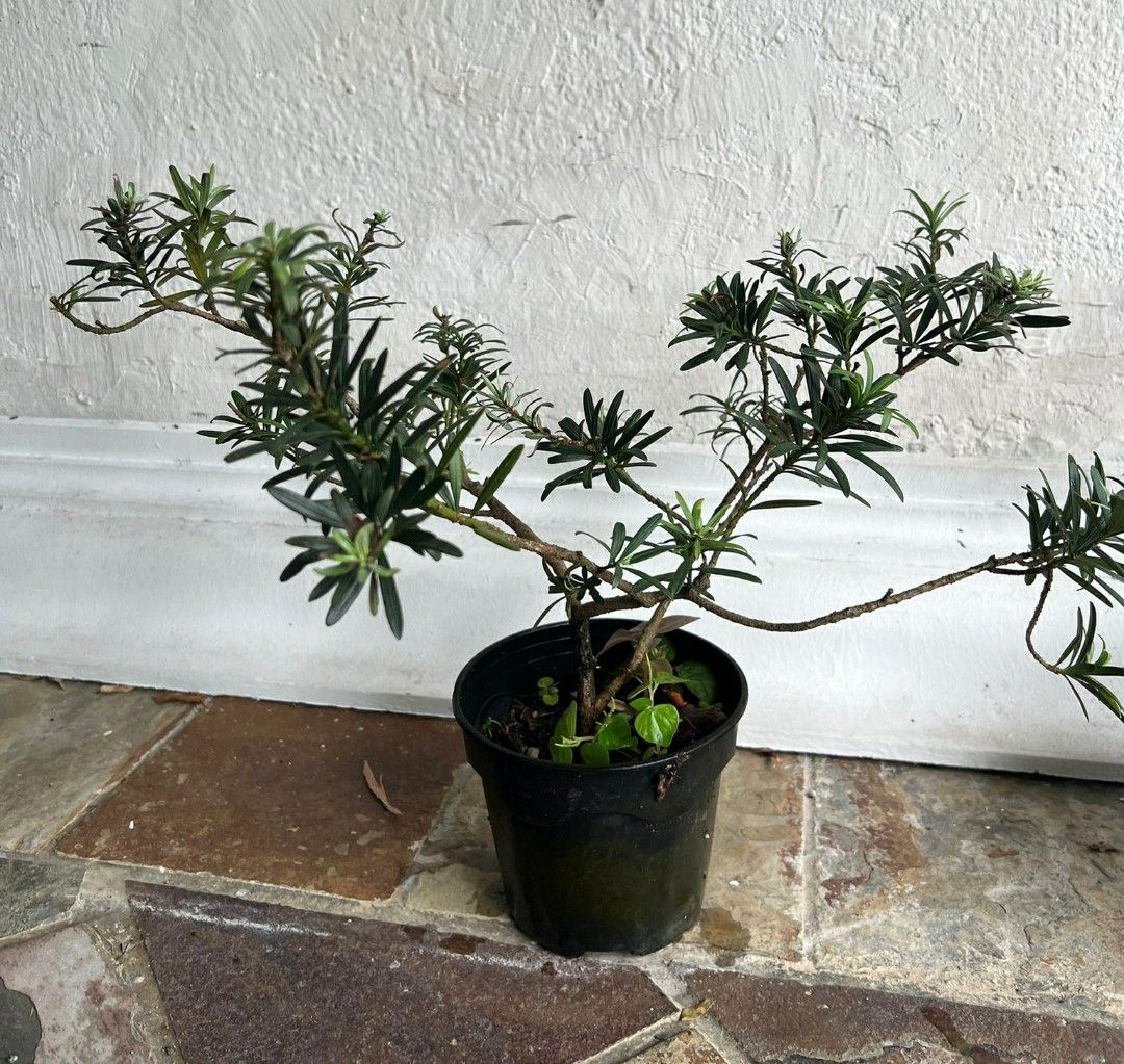 Young lou han song plant, Furniture & Home Living, Gardening, Plants ...