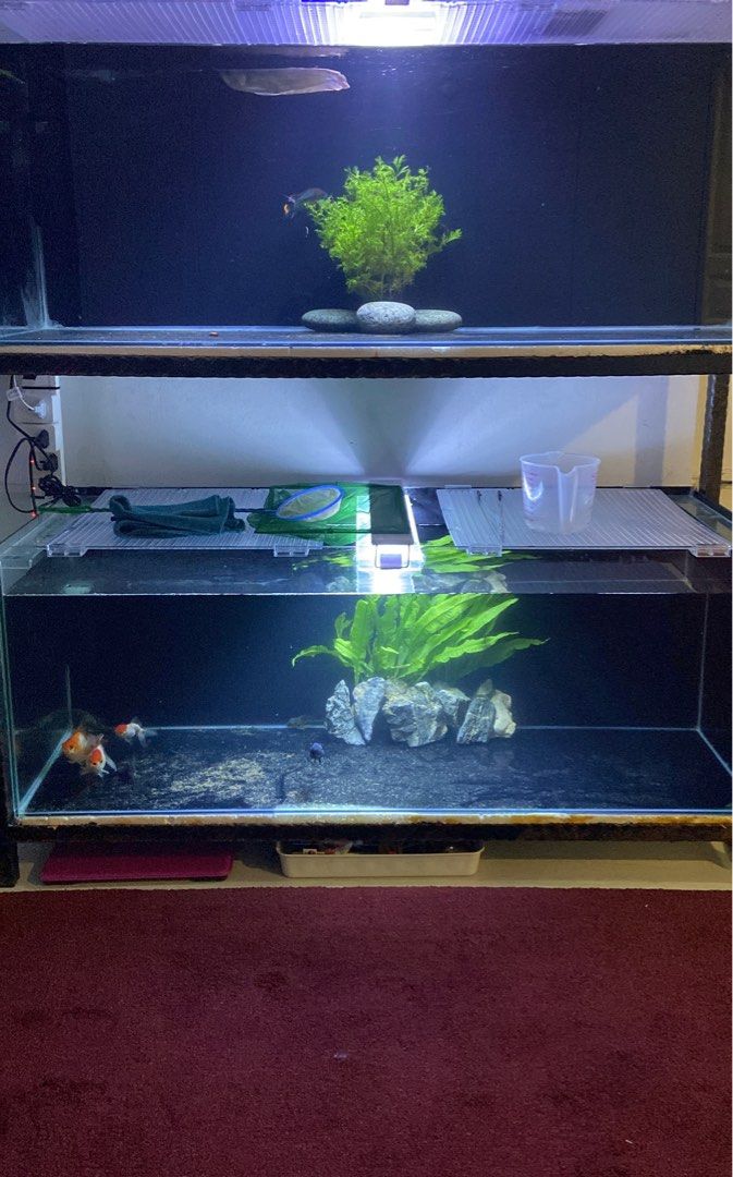 4 feet fish tank with stand, Pet Supplies, Homes & Other Pet ...