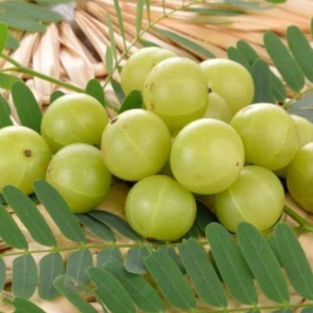 Anak pokok buah melaka / amla / phyllathus emblica, Furniture & Home ...