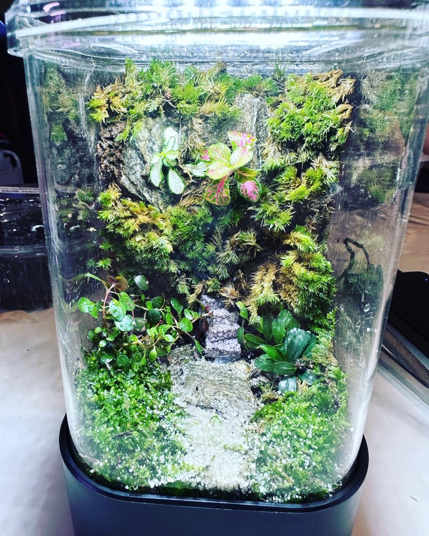 Bioactive Terrarium with a usb powered light and fan, Furniture & Home ...