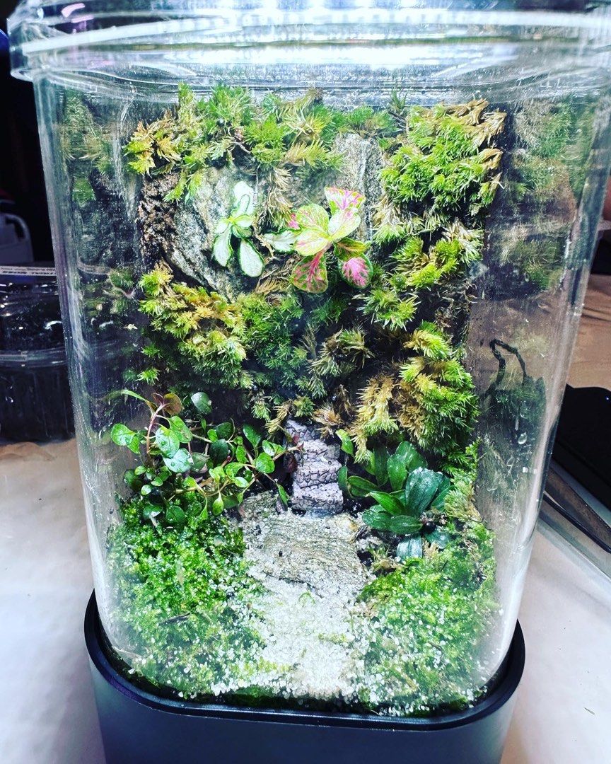 Bioactive Terrarium with a usb powered light and fan, Furniture & Home ...