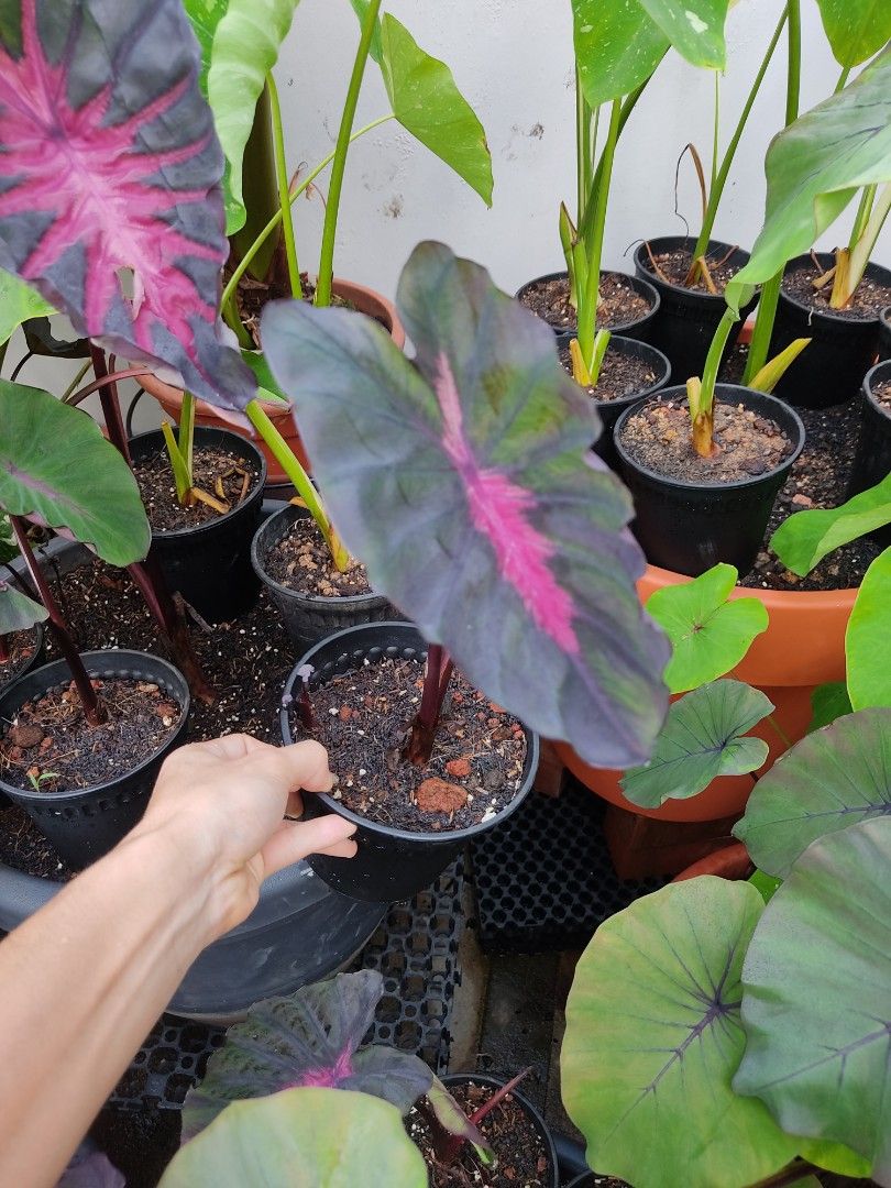 Colocasia Redemption, Furniture & Home Living, Gardening, Plants ...